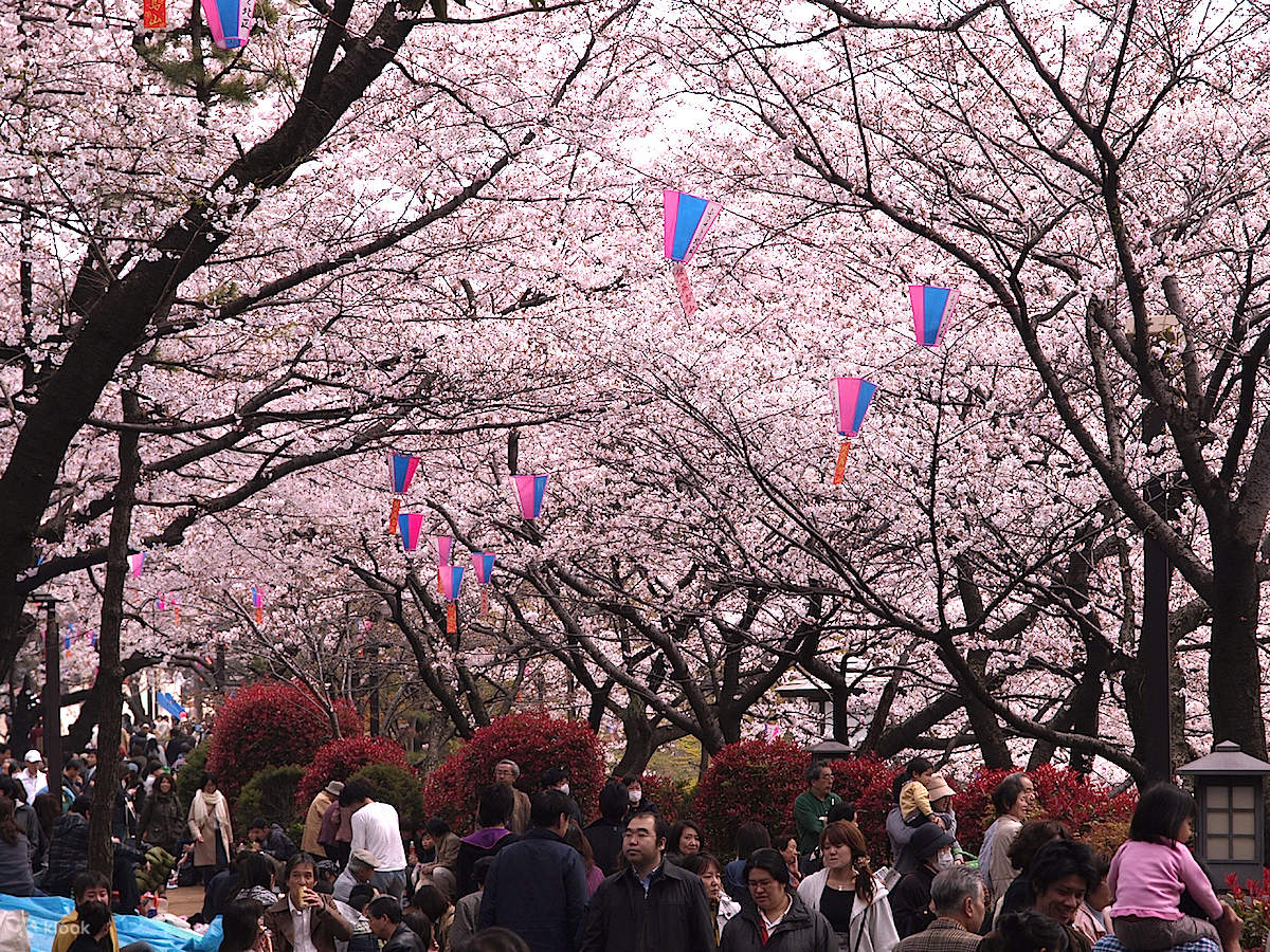 【Tokio Kirschblütenfest】Asukayama-Park & Rikugien-Garten & Zōjō-ji ...
